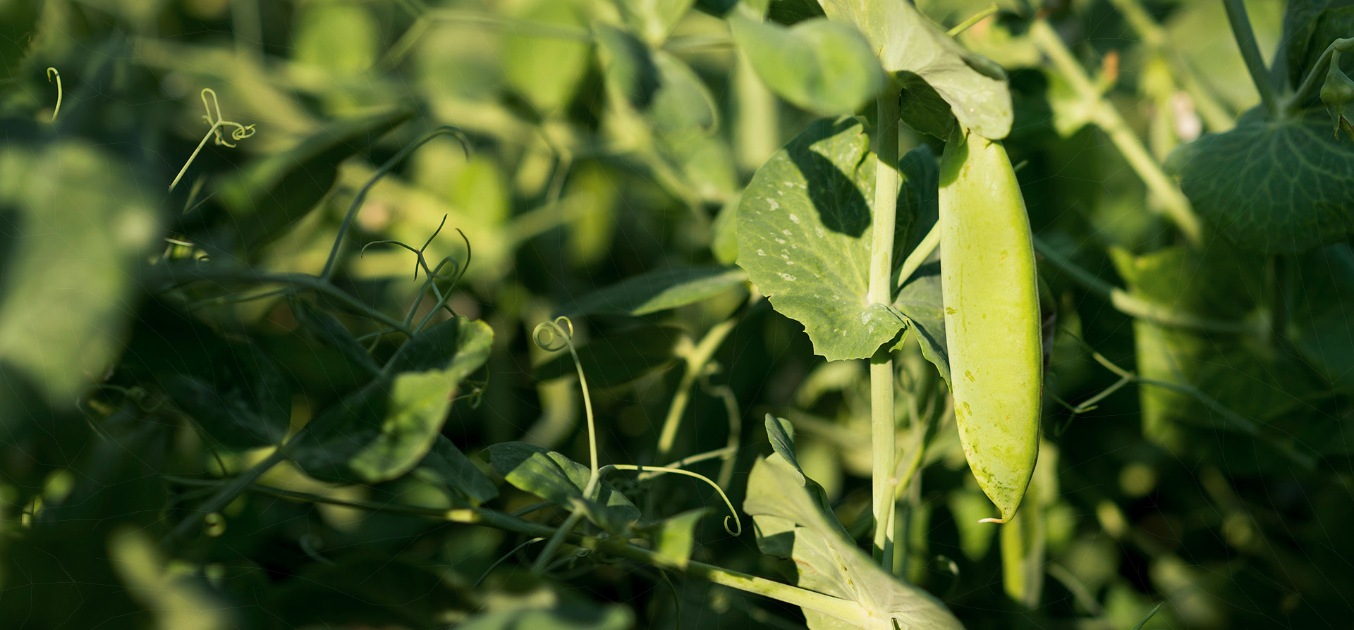 VALPRO Path - Foodscale Hub